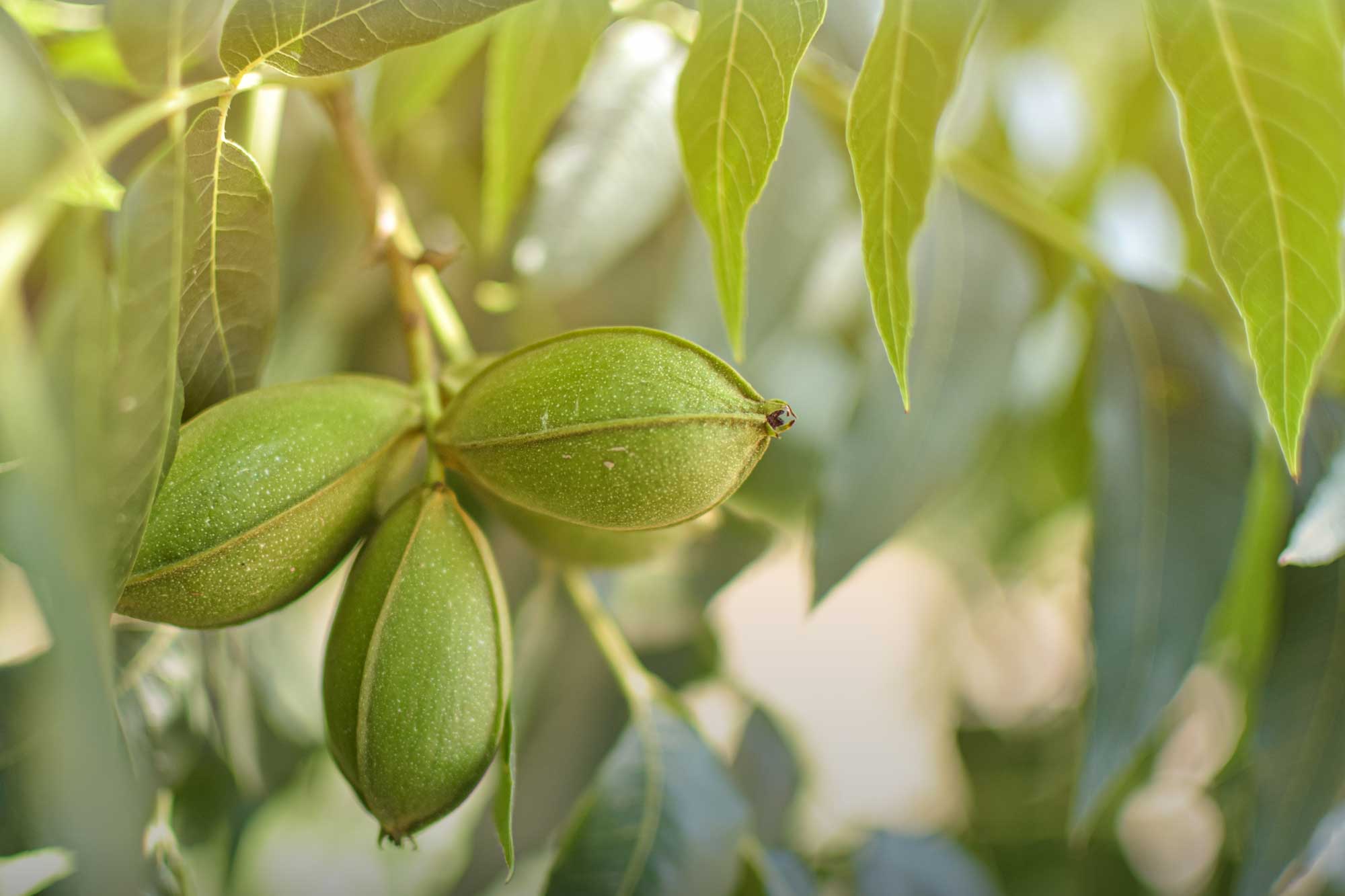 The Wichita Pecan Tree – A Solid Pollinator - Stahmanns Pecans