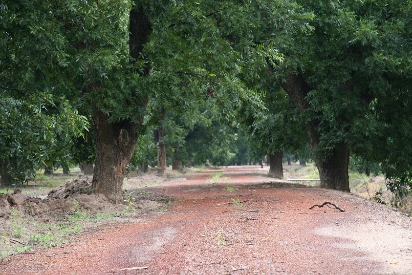 A Year in the Life of an Estate Grown Pecan Farm–Part 1 - October ...