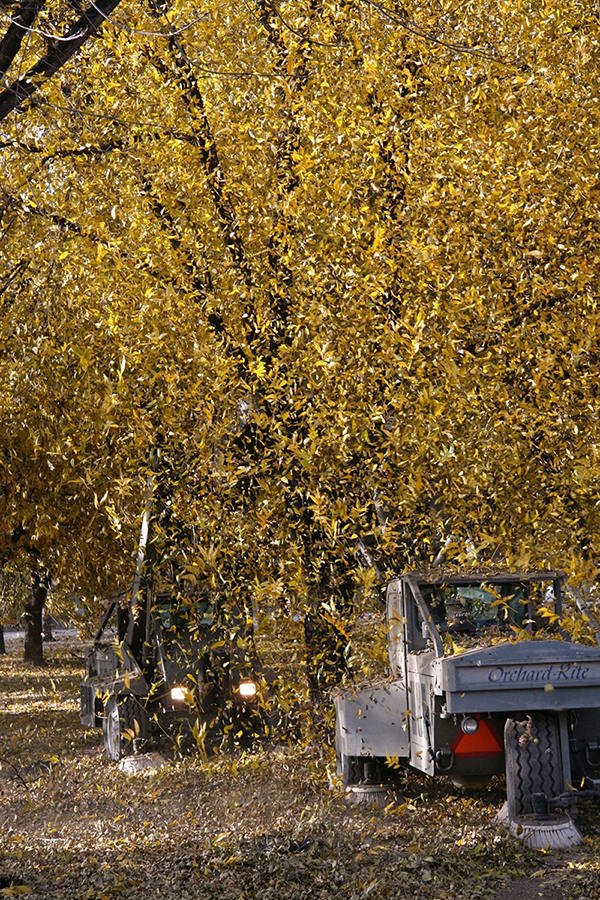 A Year in the Life of an Estate Grown Pecan Farm–Part 3 - December ...