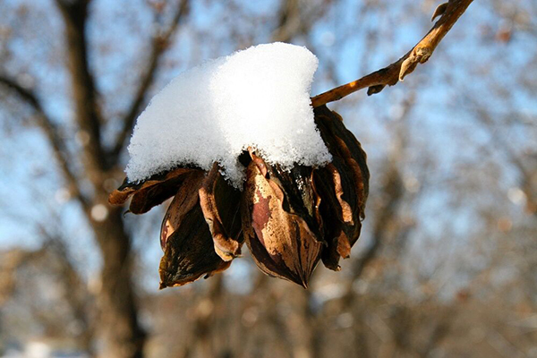 How Natural Pecans are Harvested – Part 1 - Stahmanns Pecans