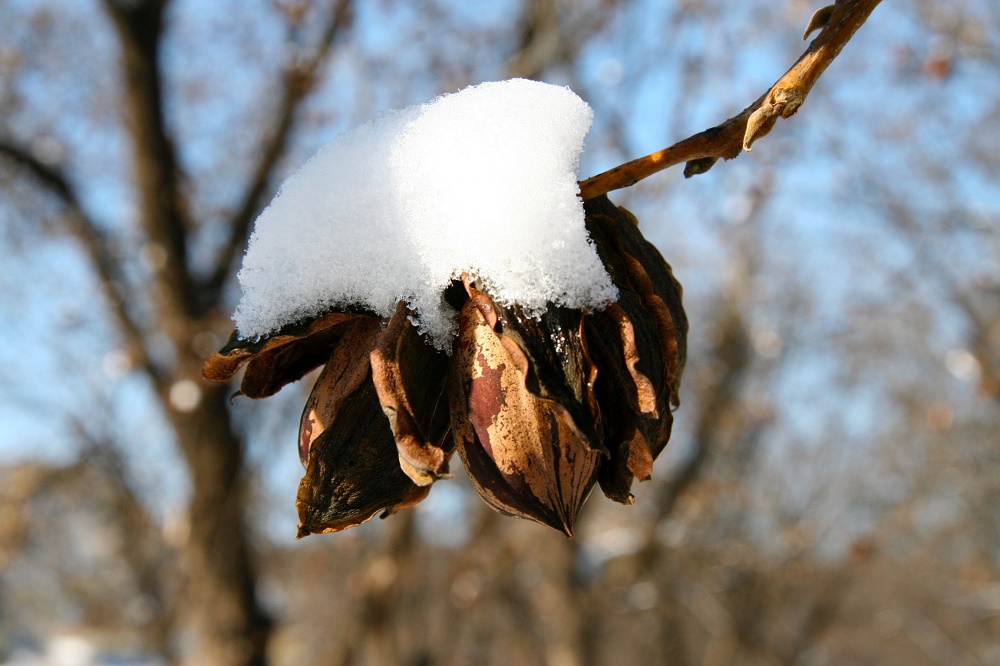 Tip Sheet for Harvesting Natural Pecans - Stahmanns Pecans