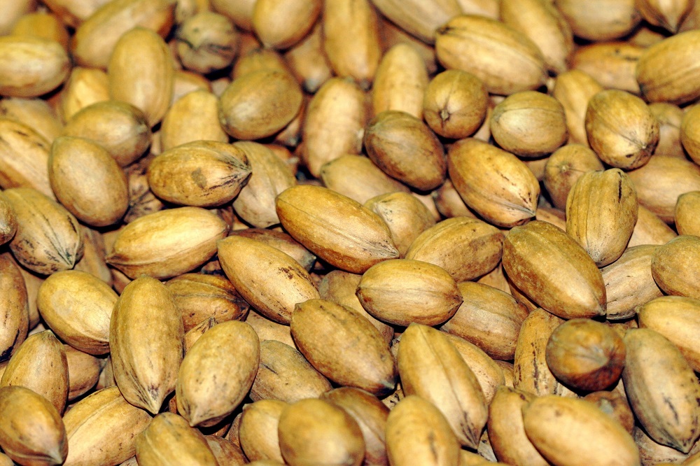 How Natural Pecans are Harvested – Part 2 - Stahmanns Pecans