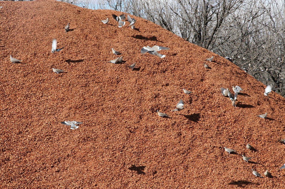 A Year on an Estate Grown Pecan Farm–Part 6 – March - Stahmanns Pecans