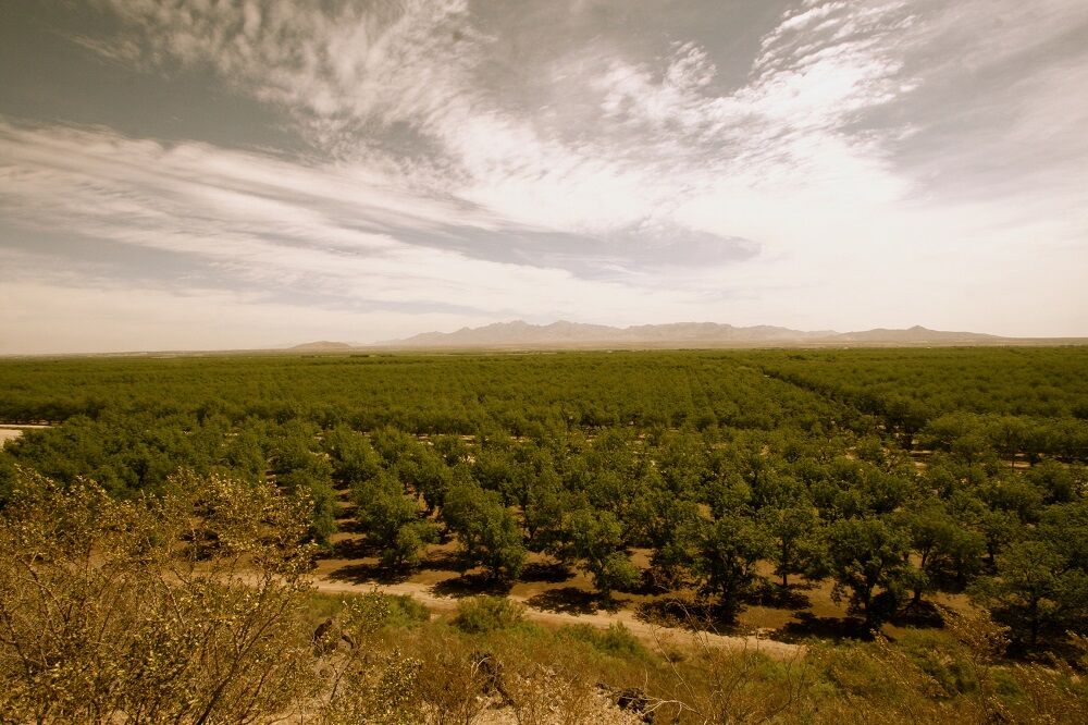 A Year in the Life of an Estate Grown Pecan Farm–Part 9 - June ...