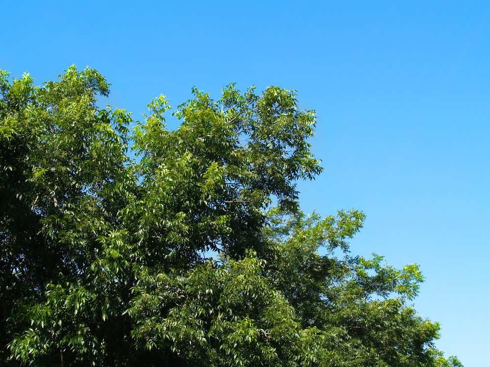 A Year on an Estate Grown Pecan Farm–Part 11– August - Stahmanns Pecans