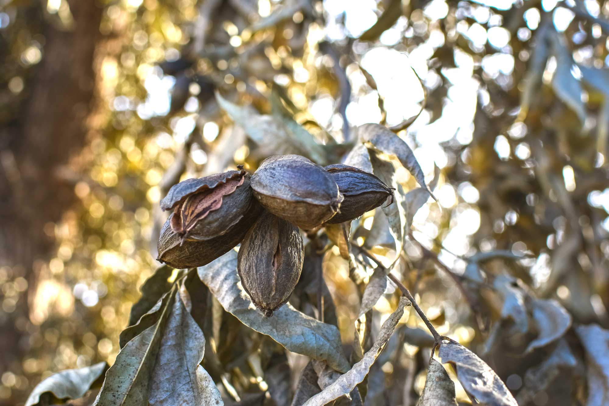 Uncracking the History of Pecans in North America - Stahmanns Pecans
