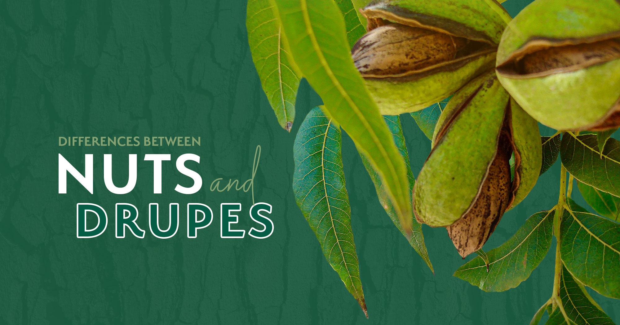Our Favorite “Nut”: The Fresh Scoop on Drupes - Stahmanns Pecans